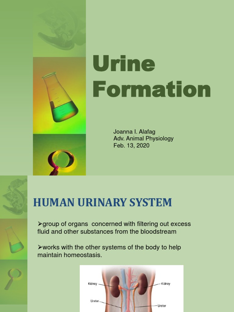 Urine Formation | Kidney | Urinary System