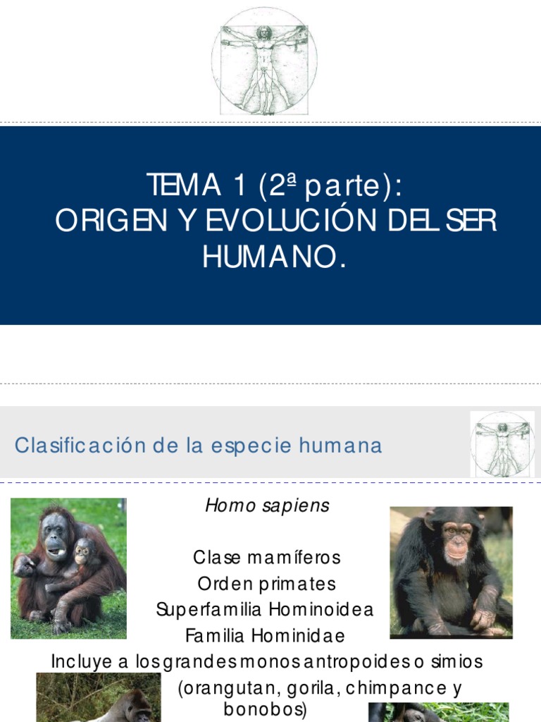 Tema12parte 110920091645 Phpapp02 | PDF | Homo | Hominidae