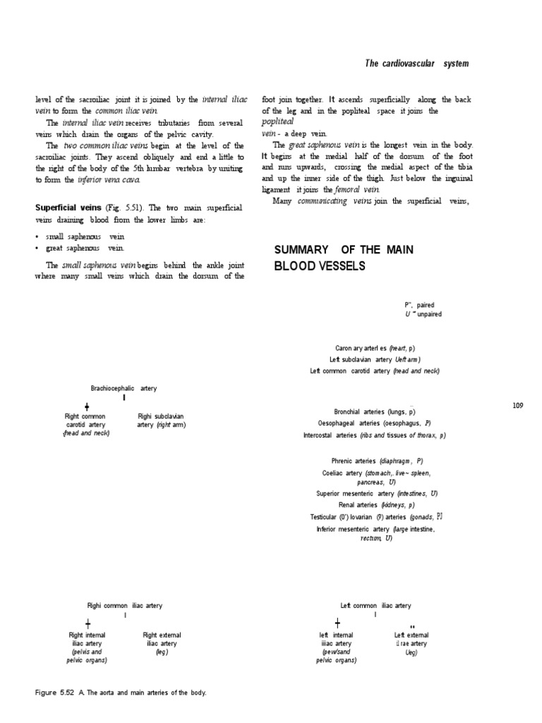 CV 14 | PDF | Vein | Artery
