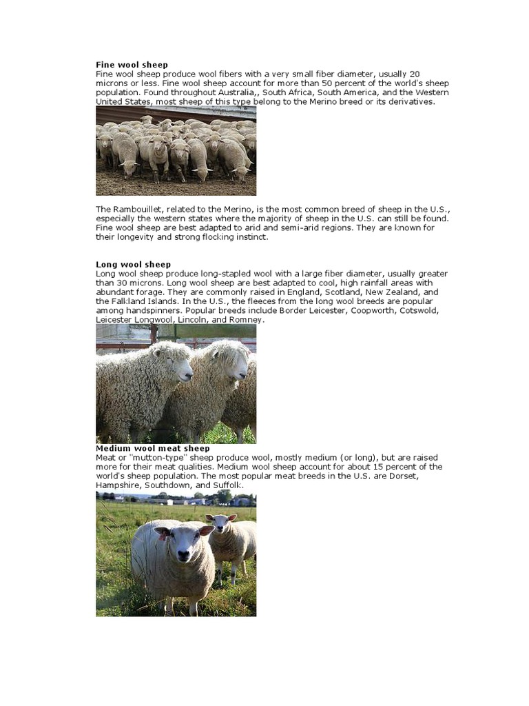 Fine Wool Sheep | Silk | Sheep