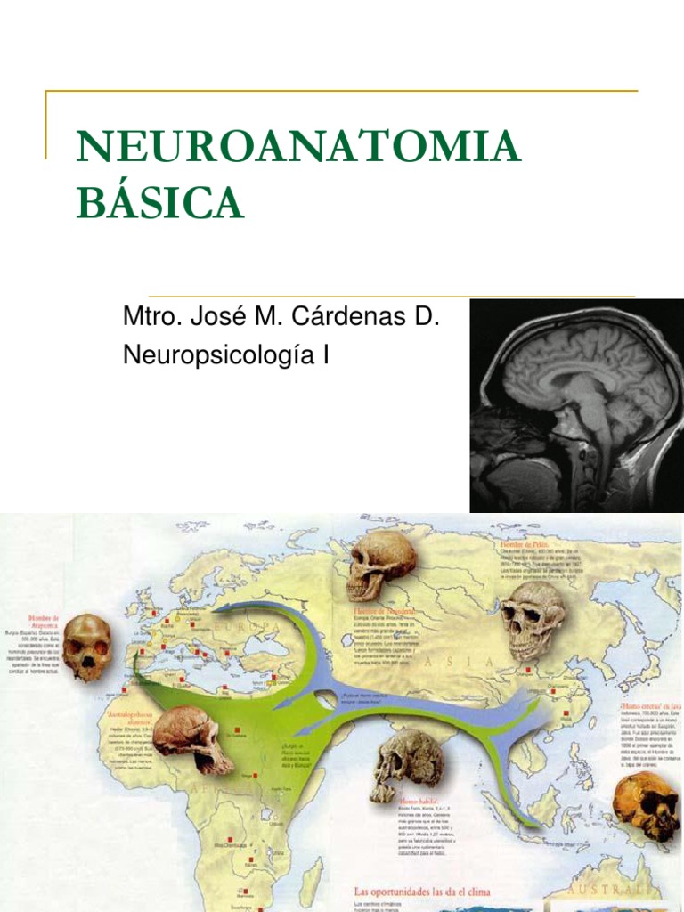 Neuroanatomía Básica y Conceptos Clave | PDF