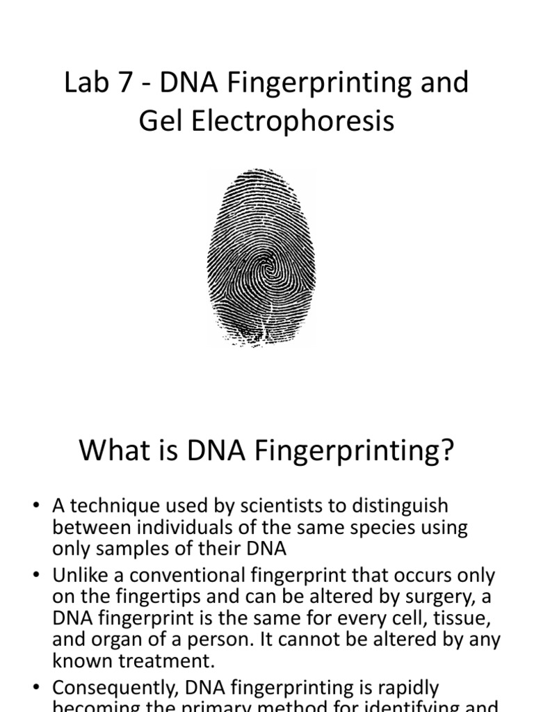 Lab 7 - DNA Fingerprinting and Gel Electrophoresis | Dna Profiling ...