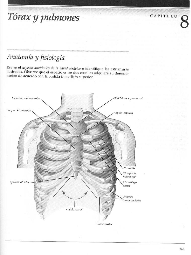 Bates - Cap 8 Torax y Pulmones | PDF | Artes del Lenguaje y ...