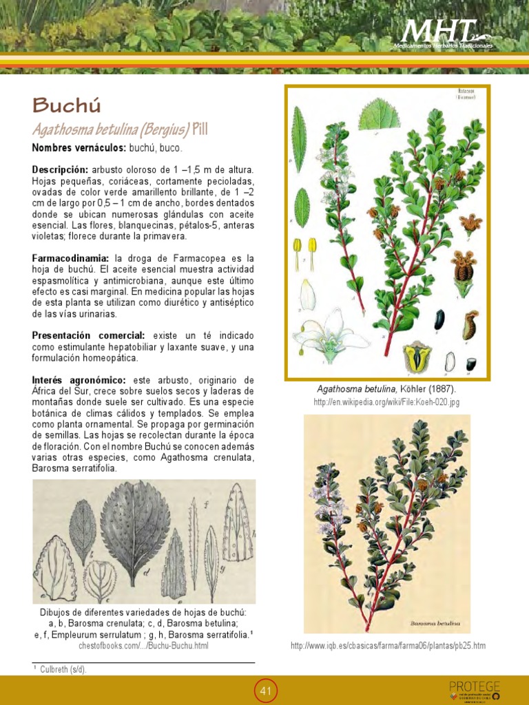Buchú (Agathosma betulina), una planta medicinal con propiedades ...