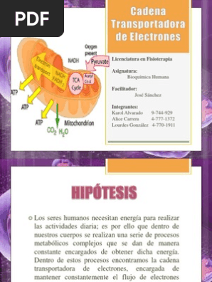 Cadena De Transporte De Electrones Simple Caracterización Molecular