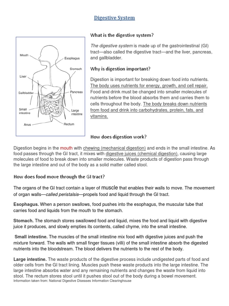 Digestive System Worksheets | PDF | Gastrointestinal Tract | Digestion