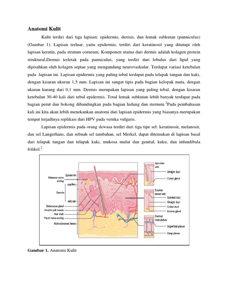 Anatomi Kulit | PDF