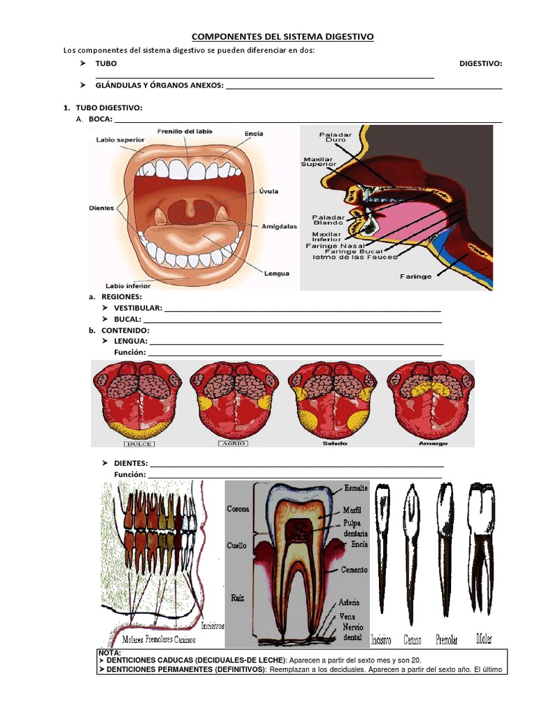 Hoja de Trabajo-Componentes Del Sistema Digestivo | PDF | Sistema ...