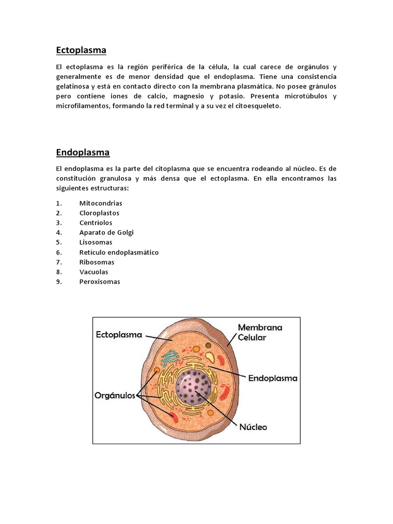 Ectoplasma y Endoplasma | PDF