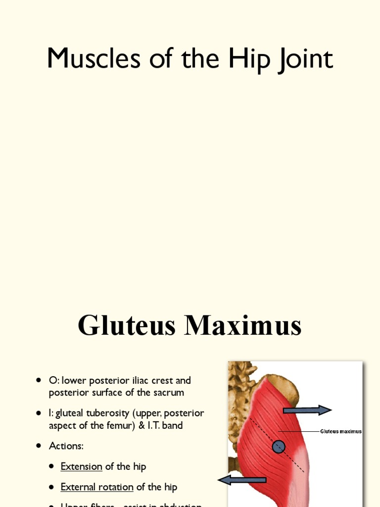 Hip Muscles | PDF | Hip | Lower Limb Anatomy