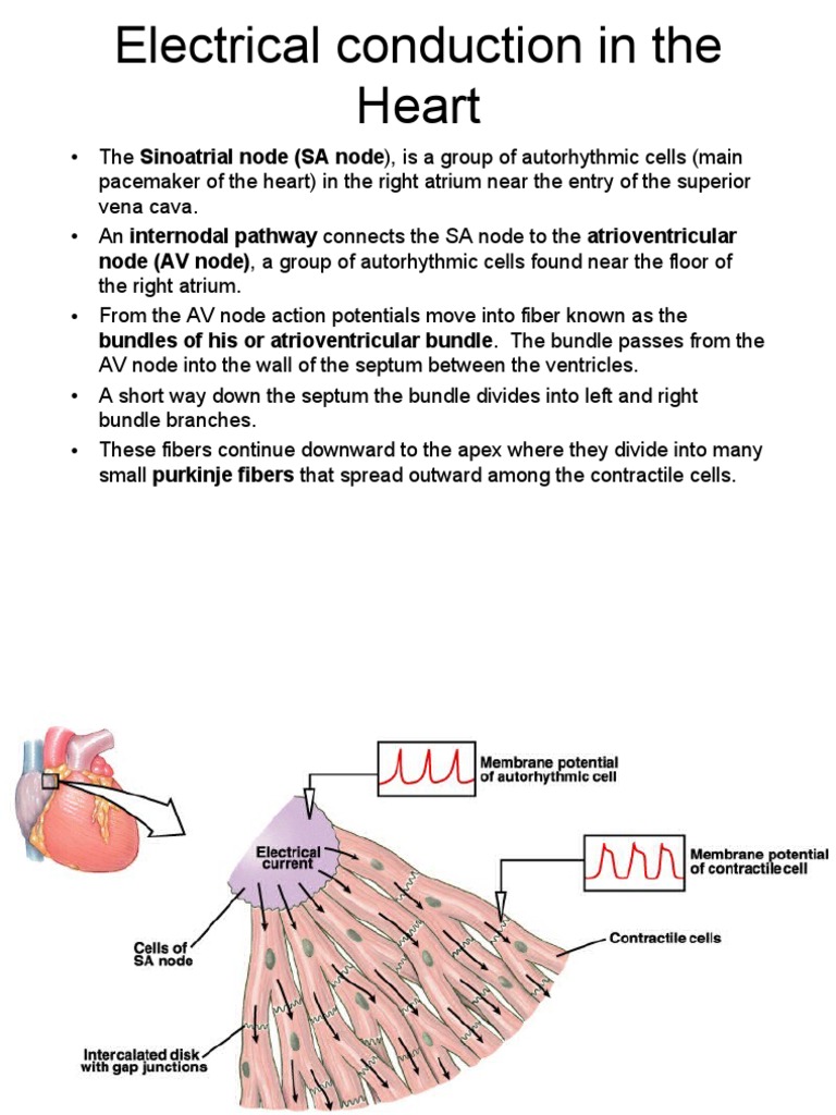 Electrical Conduction in The Heart | PDF | Ventricle (Heart) | Atrium ...