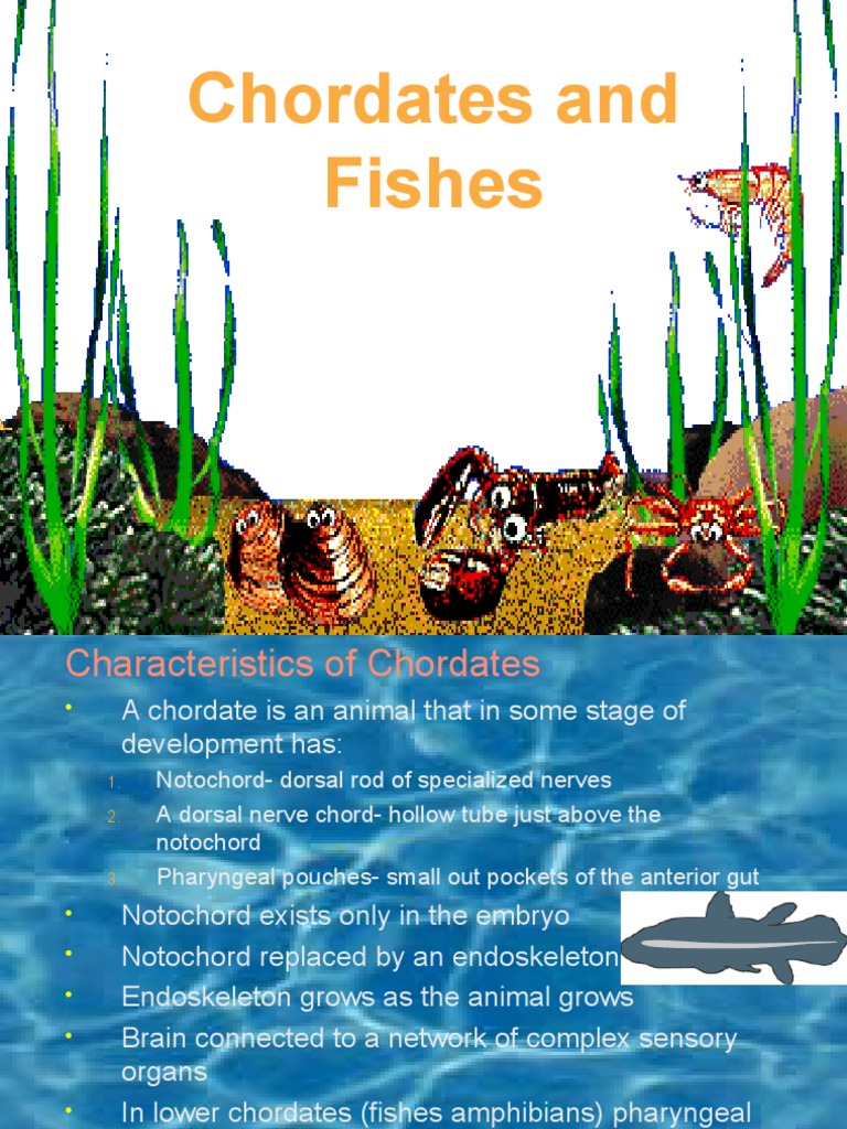 Chordates & Fish: An Overview | PDF | Fish | Vertebrates