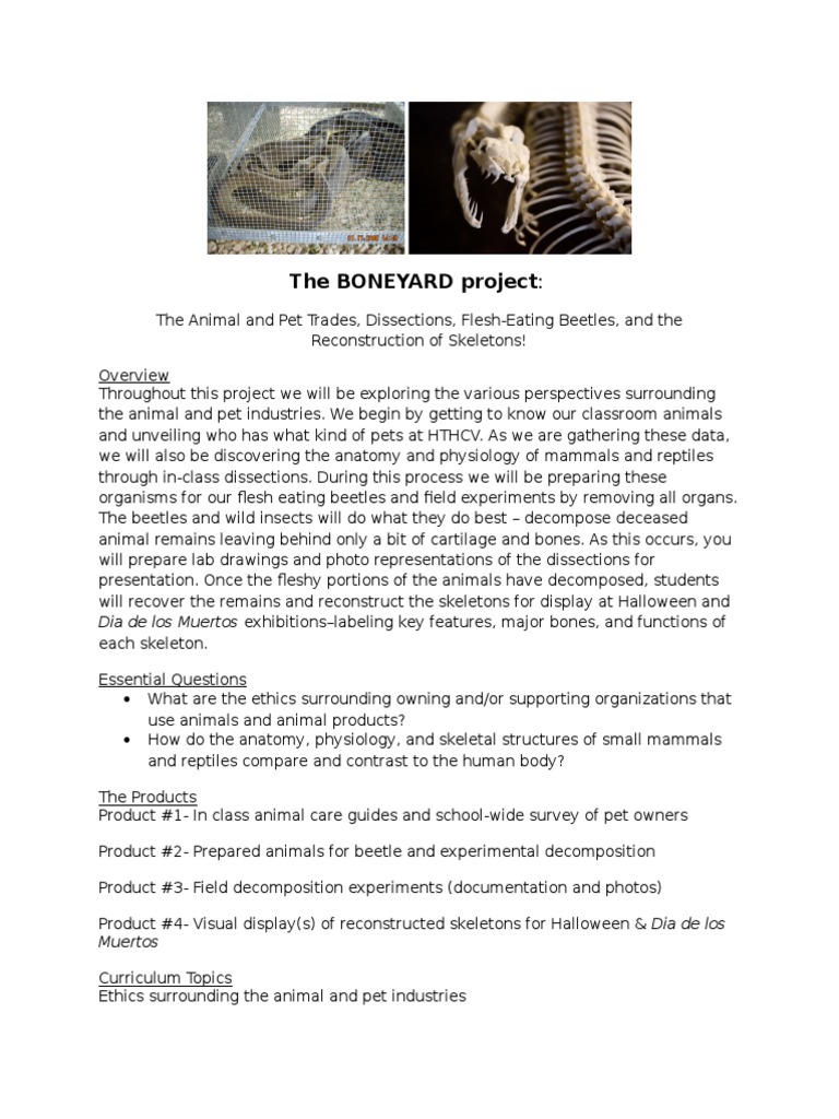 BONEYARD: Animal Dissection & Ethics | PDF | Animal Physiology | Zoology