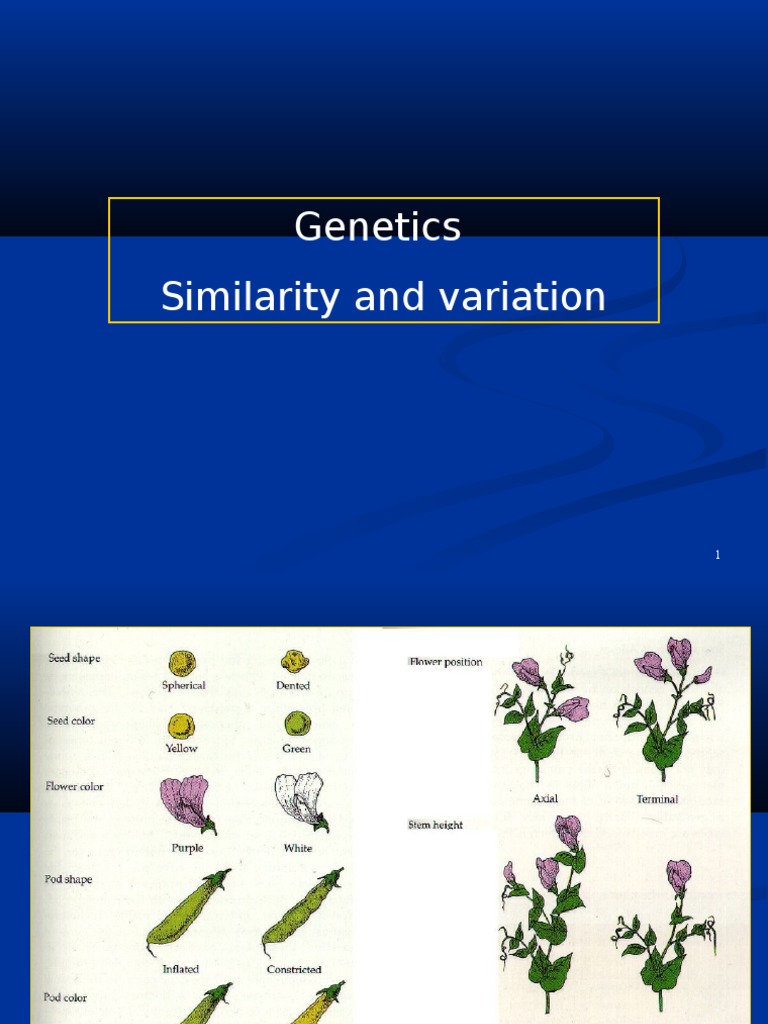 Mendel's Laws of Heredity Explained | PDF | Phenotypic Trait ...