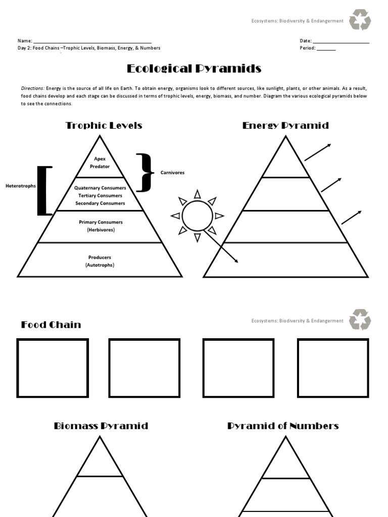 Ecological Pyramid Graphic Organizer | PDF | Food Web | Biomass (Ecology)