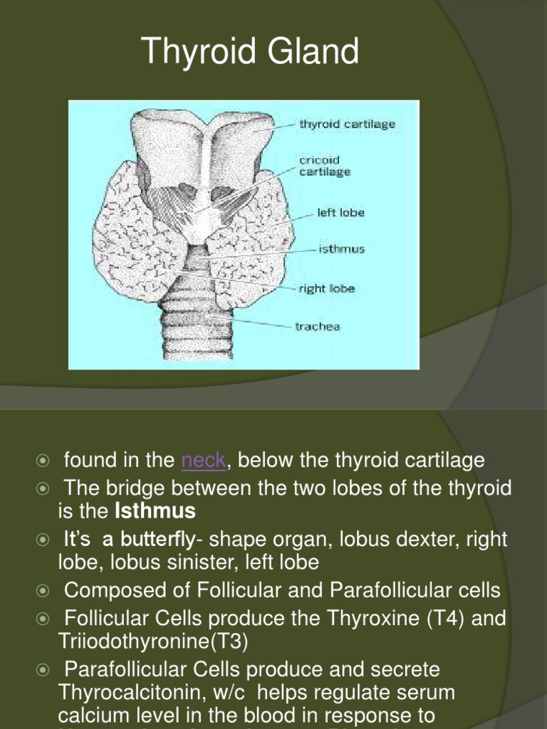 The Butterfly-Shaped Thyroid Gland: An In-Depth Look at its Anatomy ...