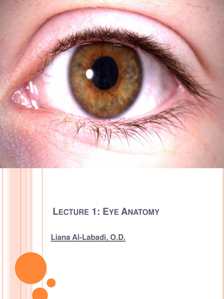 Eye Anatomy | PDF | Human Eye | Retina