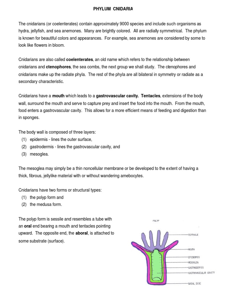 CNIDARIA | PDF | Coral | Animal Taxonomy