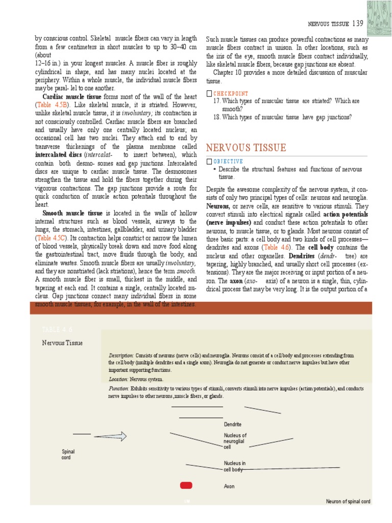 Nervous Tissue: Table 4.5B | PDF | Neuron | Muscle
