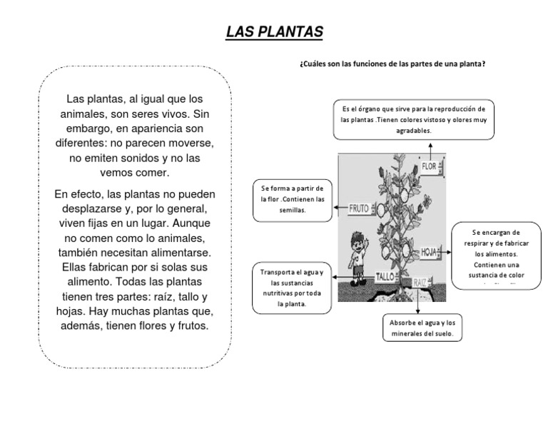 Funciones de las partes de las plantas | PDF | Hogar, jardinería y ...