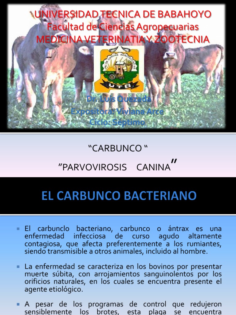 Carbunco Bacteriano y Parvovirosis Canina | PDF | Ántrax | Diarrea