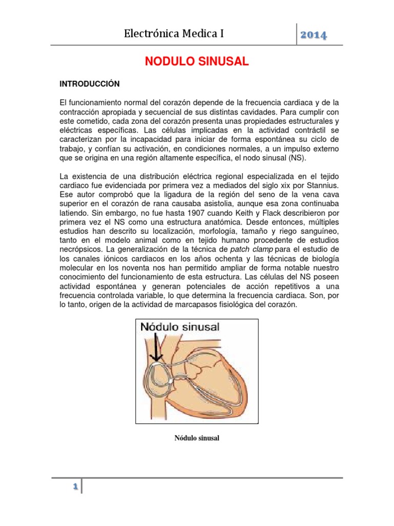 Nodulo Sinusal | PDF | Electrocardiografia | Corazón