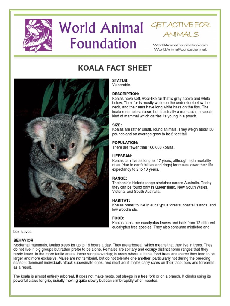 Koala | PDF