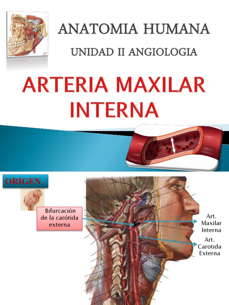 Anatomía de la Arteria Maxilar Interna | PDF