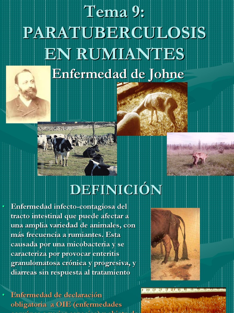 Paratuberculosis en Rumiantes: Impacto y Epidemiología | PDF | Vacas ...