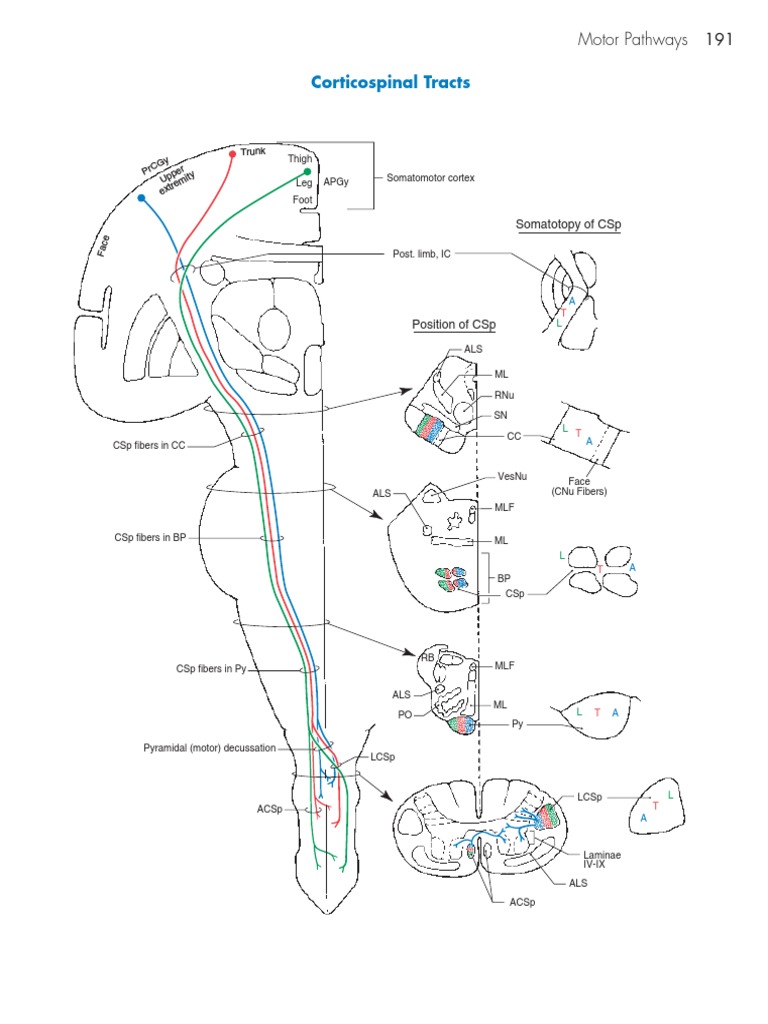 Lecture 3 Figure 1 - Motor Tracts | PDF | Brainstem | Organ (Anatomy)