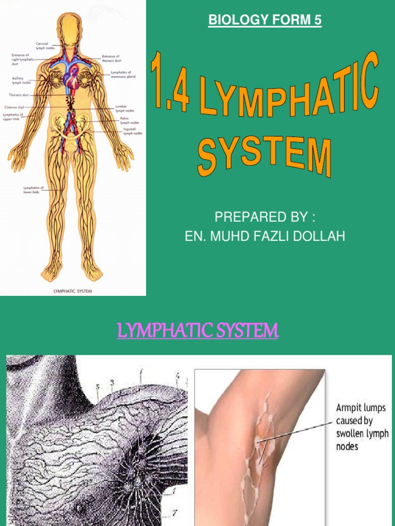 Sub 1.4 - Lymphatic System (Part 1) | PDF | Lymphatic System | Lymph