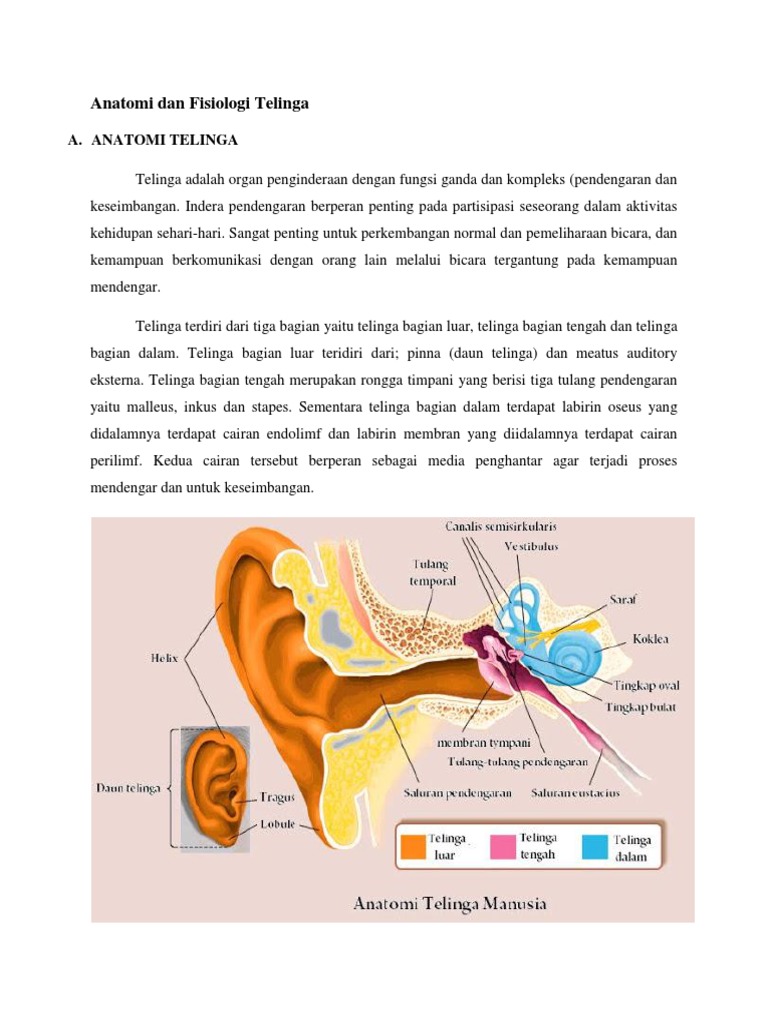 Anatomi Dan Fisiologi Telinga | PDF