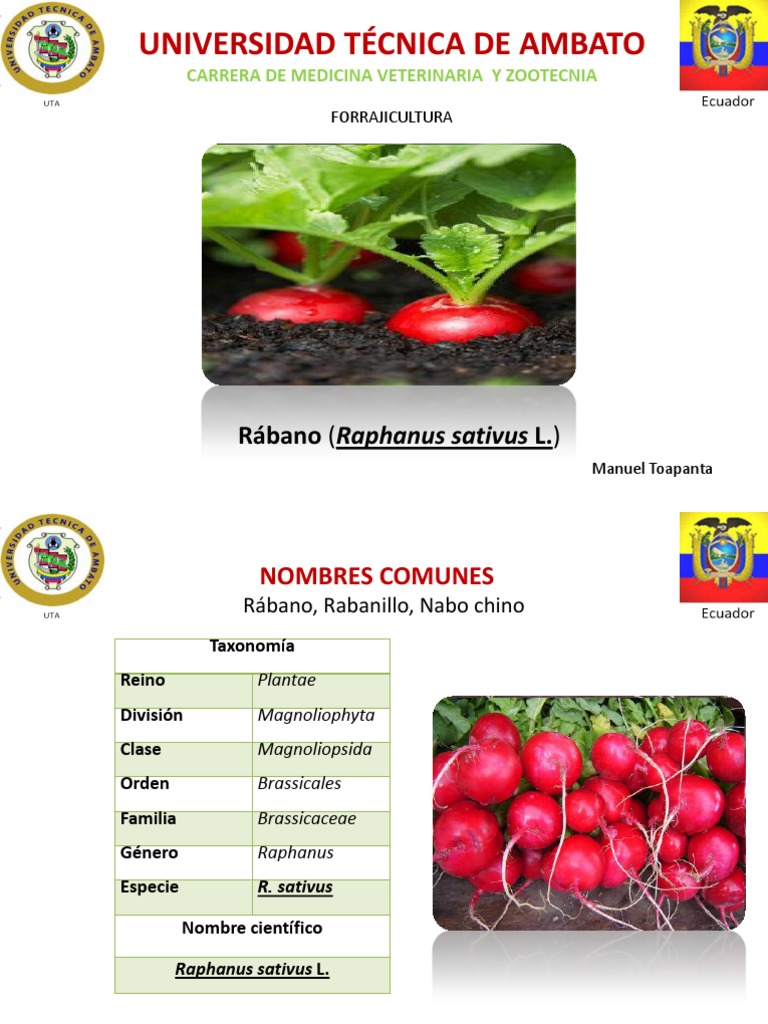 Planta Rabano | PDF | Botánica | Horticultura y jardinería