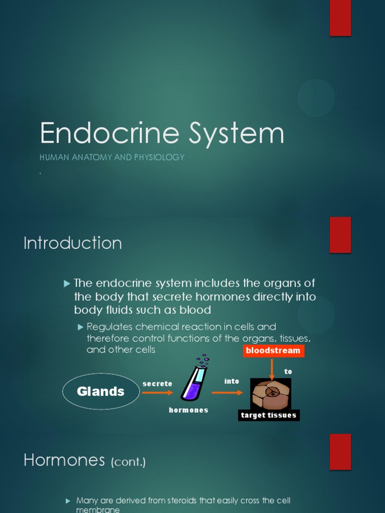 Overview of the Endocrine System | PDF | Adrenal Gland | Hormone