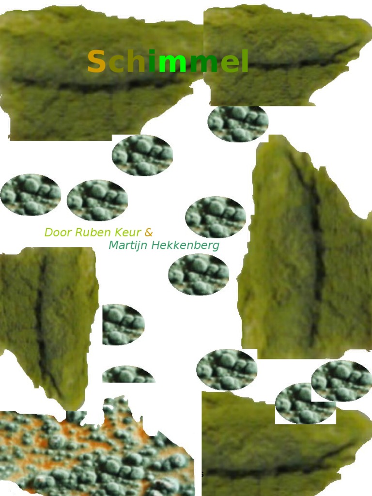 Schimmel | PDF