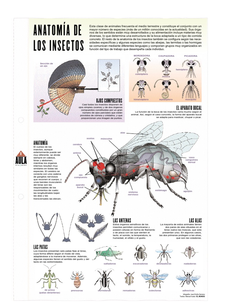 Anatomía de los Insectos: Estructura y Función | PDF | Insectos | Ojo