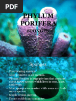 Phylum Porifera Activity | PDF | Sponge | Cell (Biology)