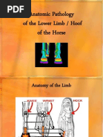 Understanding the Horse's Stay Apparatus | PDF | Skeletal System | Joints