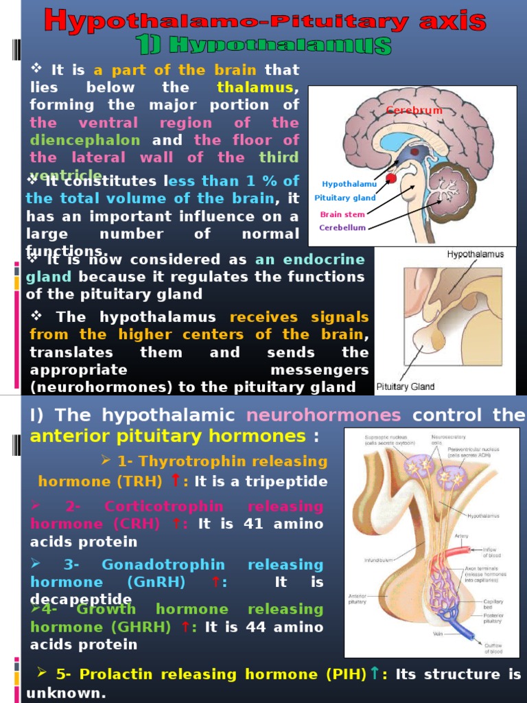 Endocrinol Pred 02 | PDF | Hypothalamus | Pituitary Gland