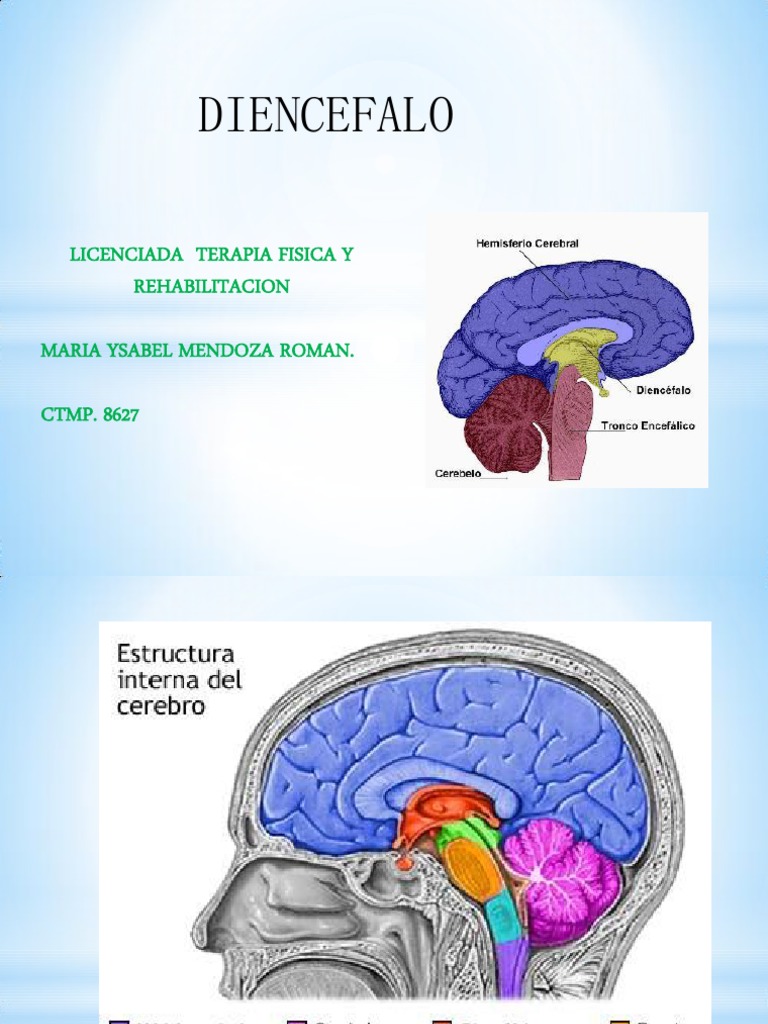 Diencefalo | PDF | Tálamo | Corteza cerebral