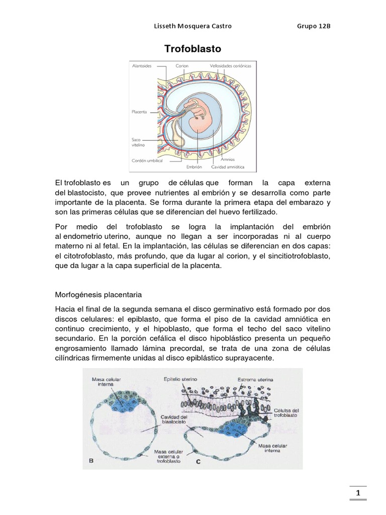 Trofoblasto | PDF | Placenta | Implantación (embrión humano)