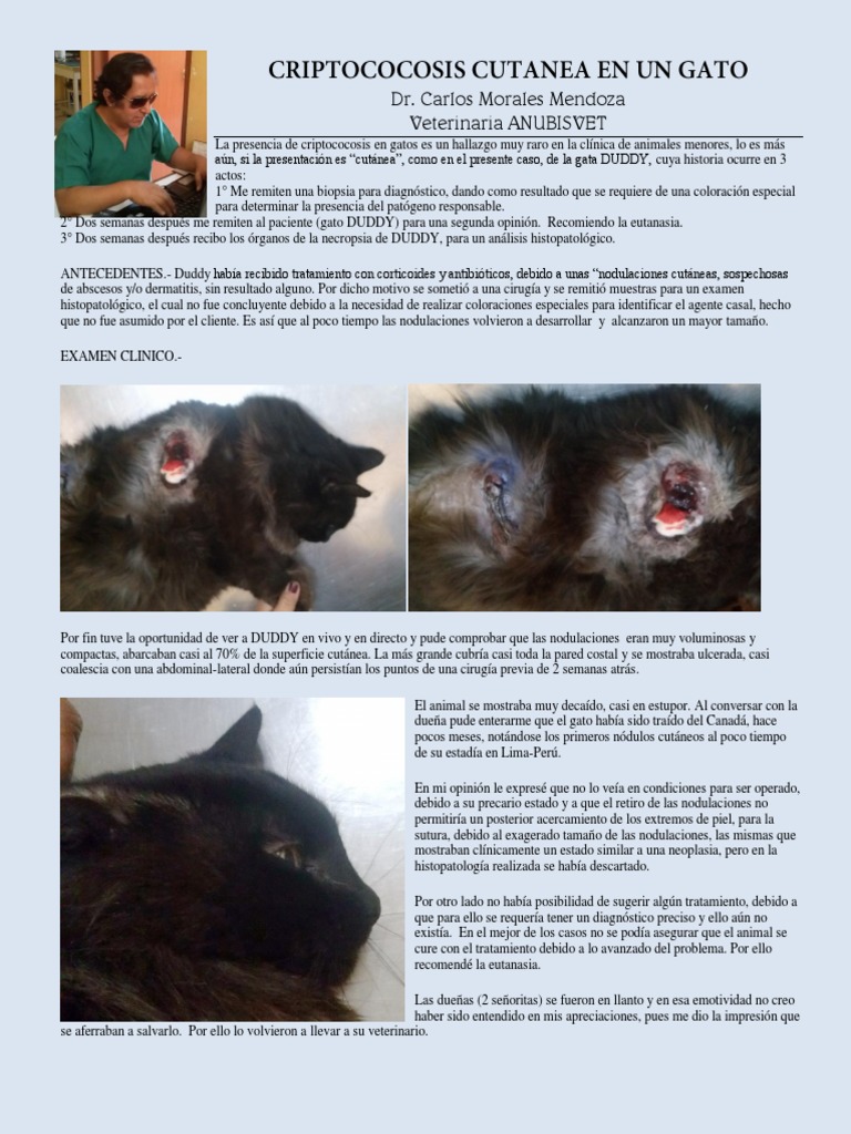 Criptpcpcoss Cutánea en Gato | PDF | Riñón | Especialidades Medicas