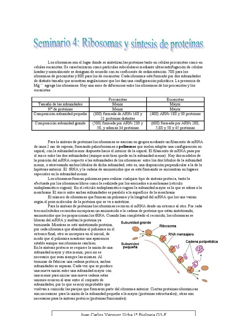 Diferencias Ribosomas Procariotas y Eucariotas | PDF | Ribosoma | Rna ...
