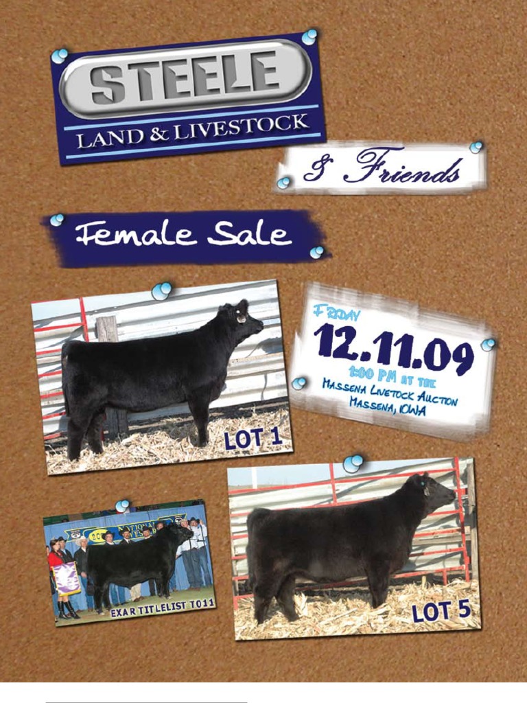 Steele Land & Livestock Female Sale Catalog | PDF | Cattle | Calf