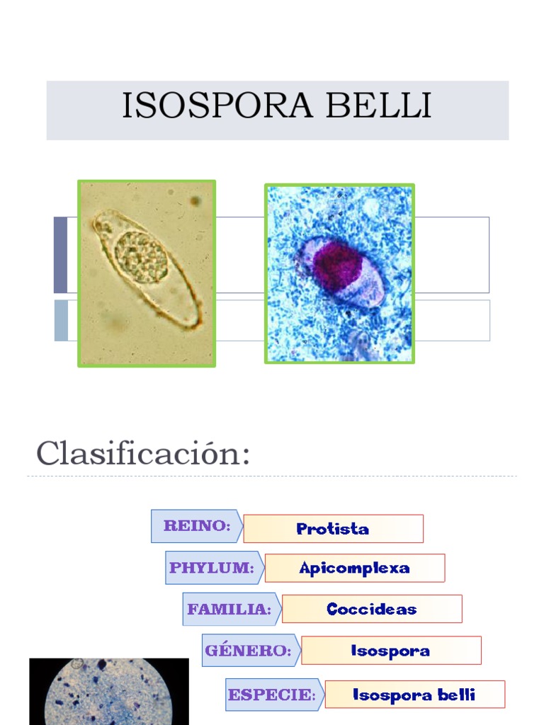 Isospora Belli | PDF