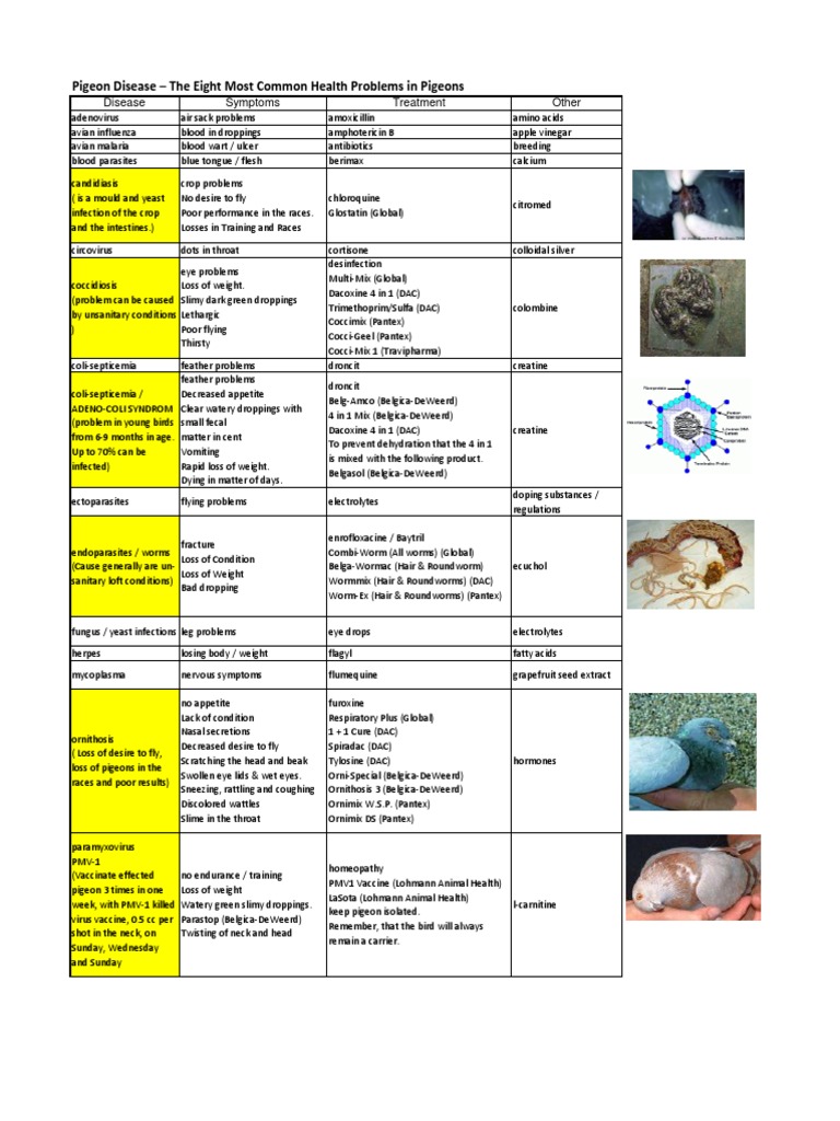Pigeon Pigeon Disease | Public Health | Clinical Medicine