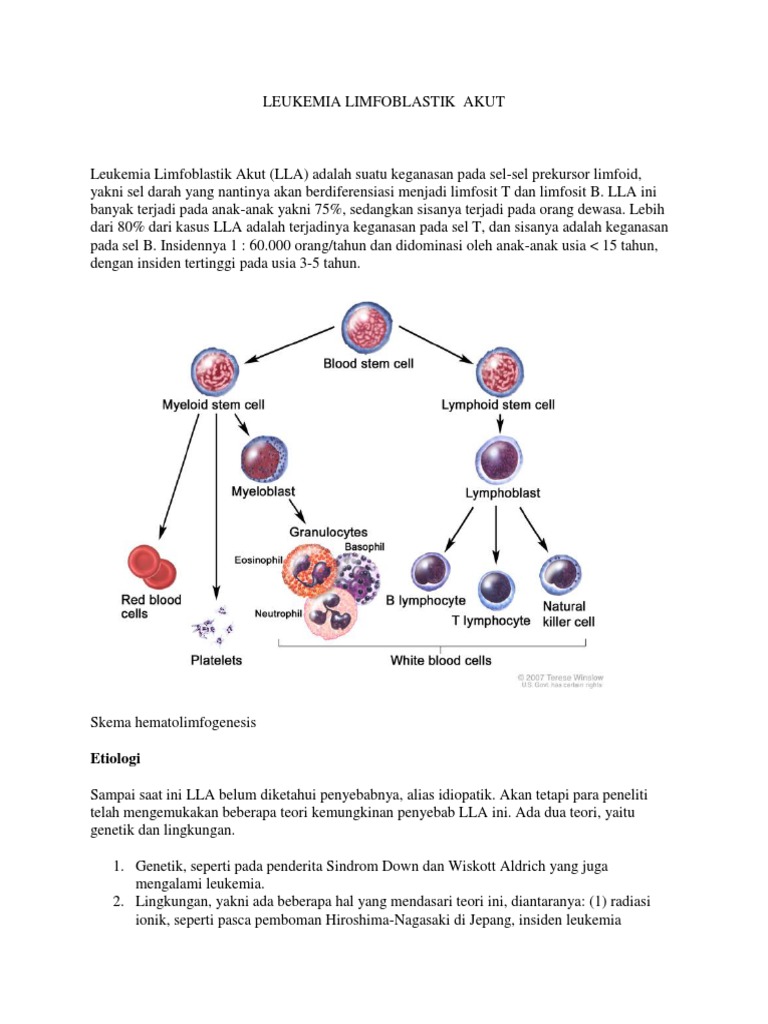 Leukemia Limfoblastik Akut | PDF