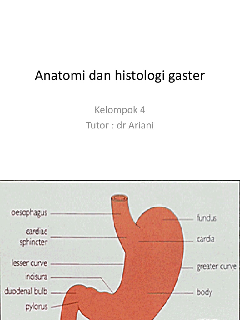 Anatomi Dan Histologi Gaster | PDF