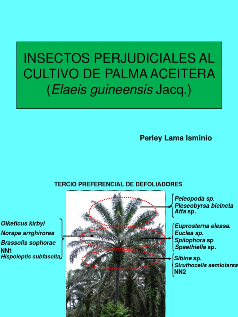 1.plagas Palma | PDF | Insectos | Lepidópteros