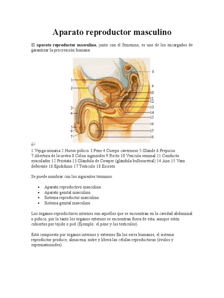 Partes del aparato reproductor masculino | PDF | Útero | El embarazo